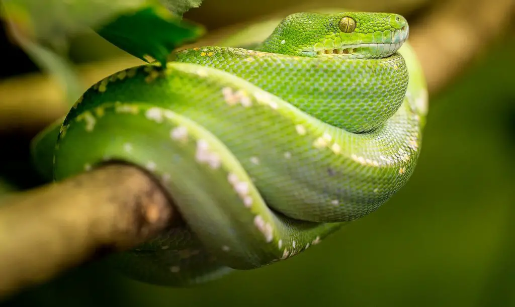 Are there snakes on Grenada? - Caribbean Authority