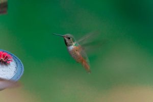 Animals and Sea Life You Can Expect to See In Grenada - Caribbean Authority