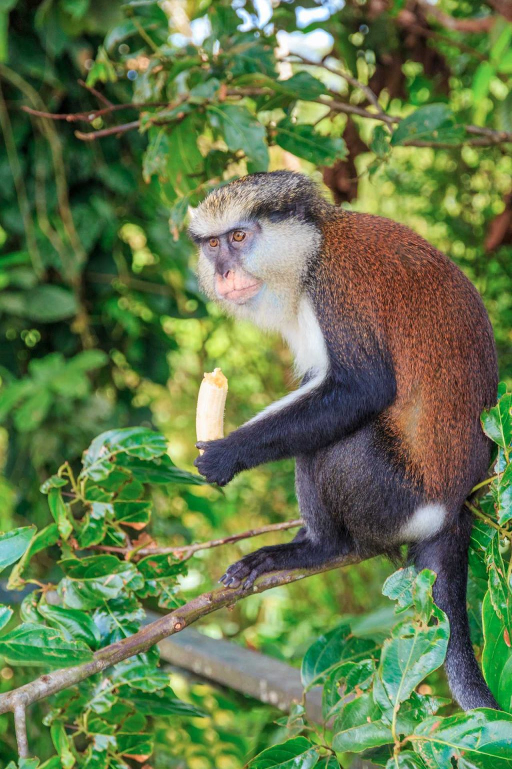 Animals and Sea Life You Can Expect to See In Grenada - Caribbean Authority