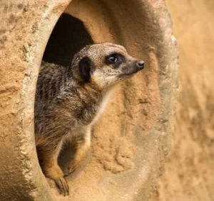 Animals and Sea Life You Can Expect to See In Grenada - Caribbean Authority