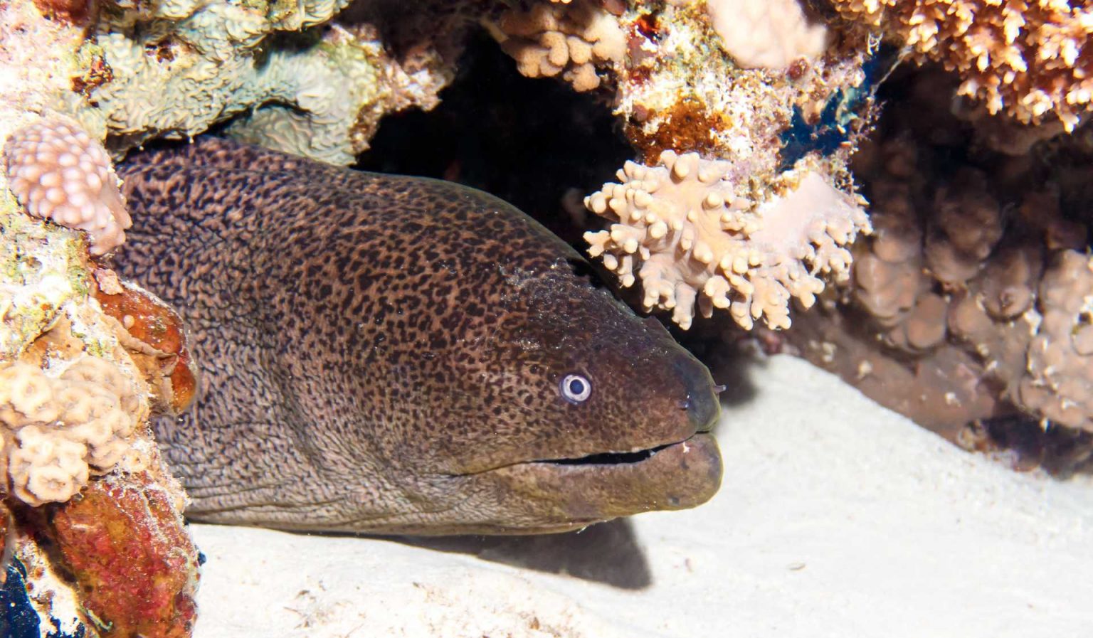 Animals and Sea Life You Can Expect to See In Grenada - Caribbean Authority