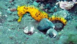 Animals and Sea Life You Can Expect to See In Grenada - Caribbean Authority