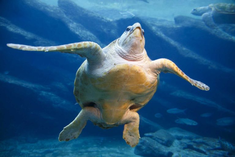 The Ultimate First-Time Visitor's Guide to Grenada - Caribbean Authority